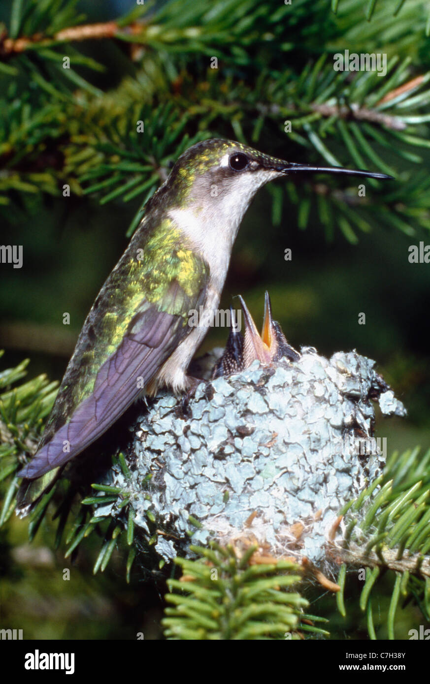 Ruby throated hummingbird nest hi-res stock photography and images - Alamy