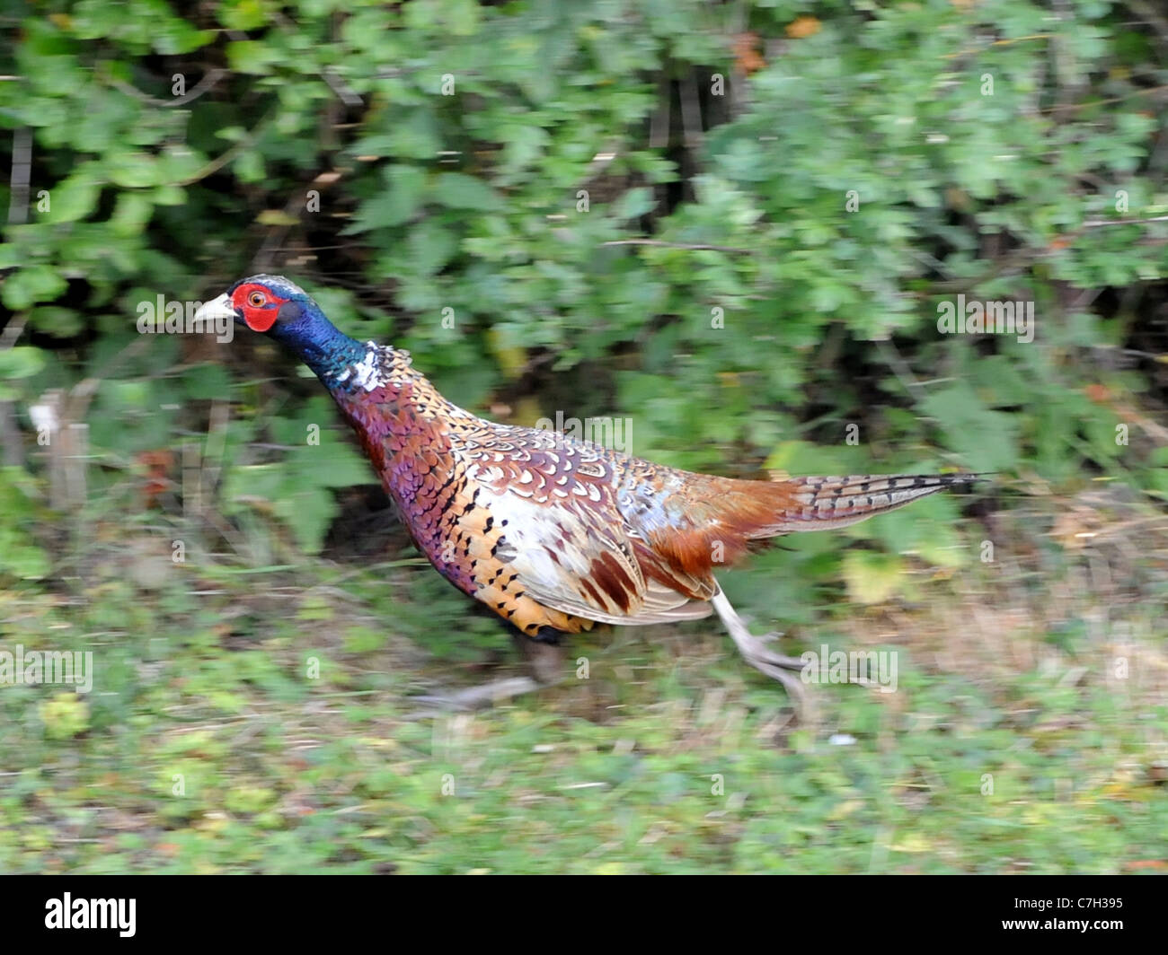 An adult pheasant running away from danger Stock Photo - Alamy