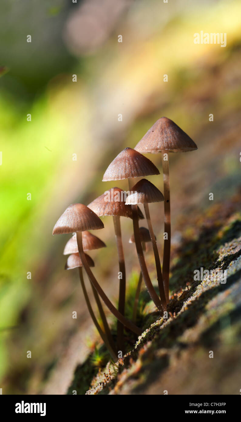 Clustered bonnet (Mycena inclinata) on the tree Stock Photo - Alamy