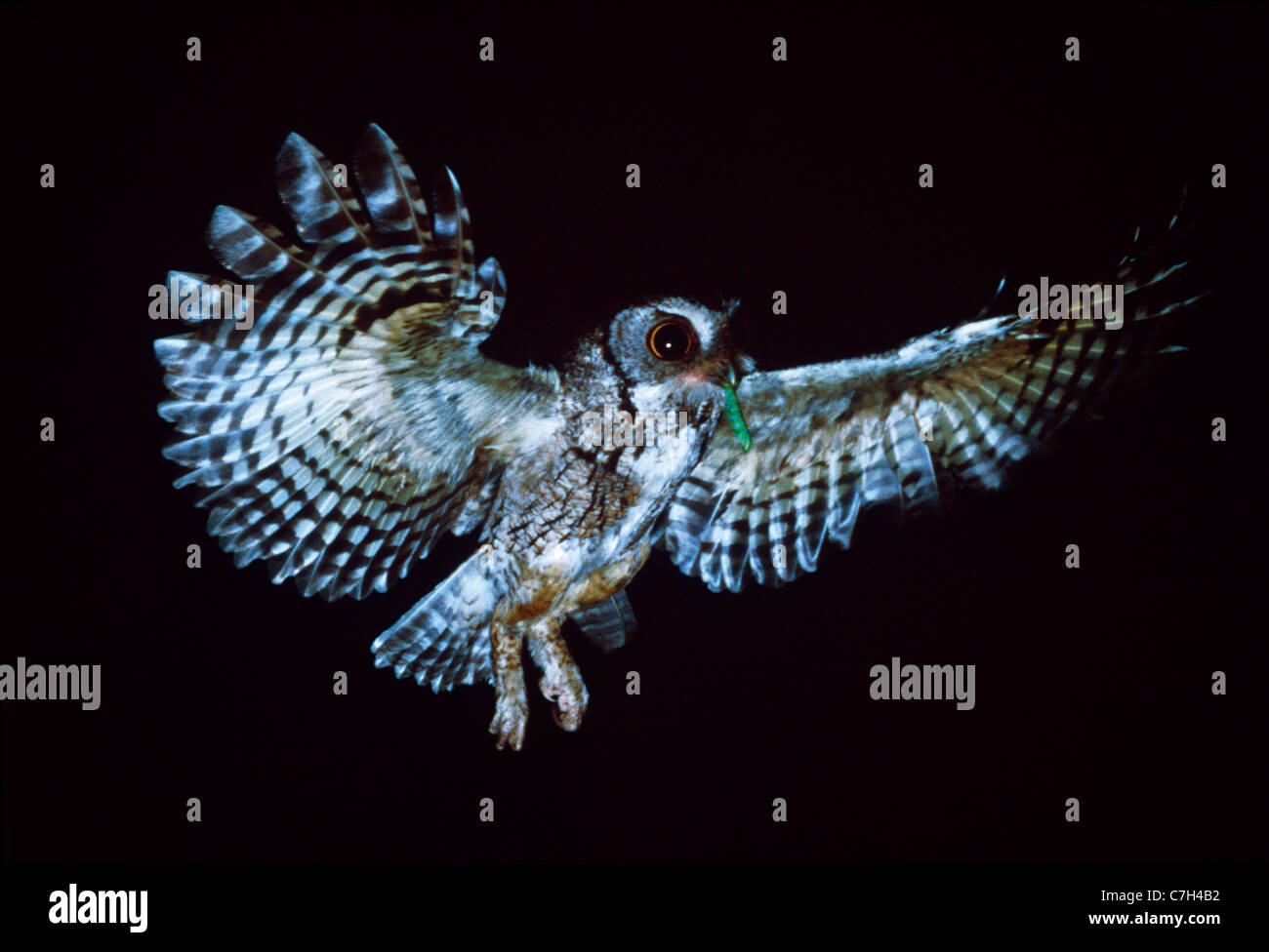 SCREECH OWL FLYING WITH CATERPILLAR (OTUS ASIO Stock Photo - Alamy