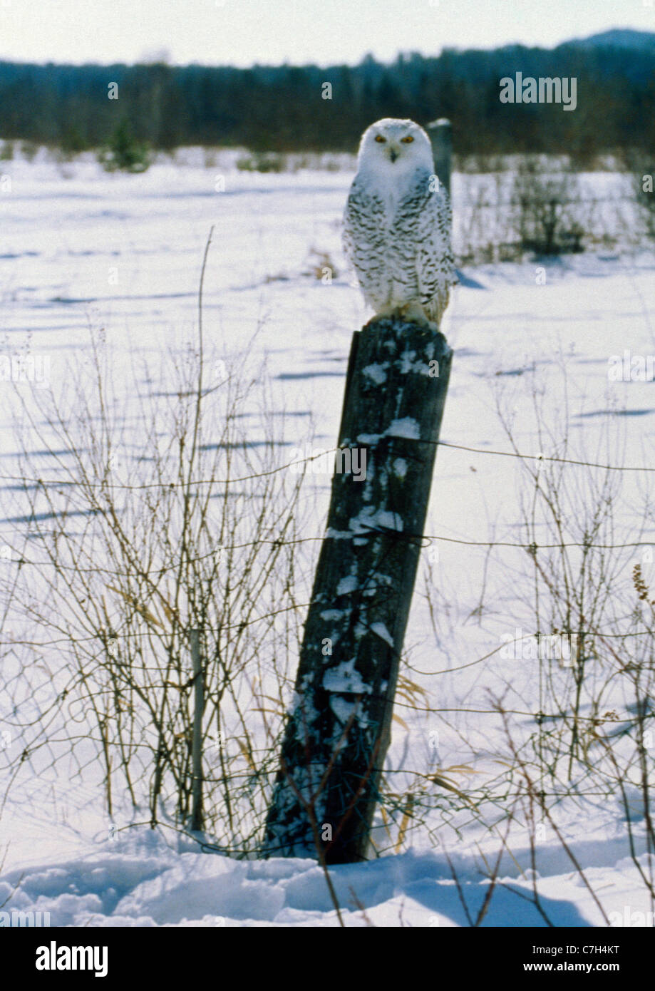 SNOWY OWL ON FENCE POST Stock Photo - Alamy