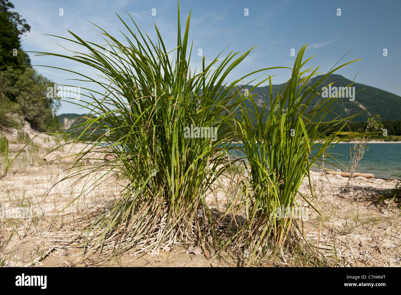 Marram mountain hi-res stock photography and images - Alamy