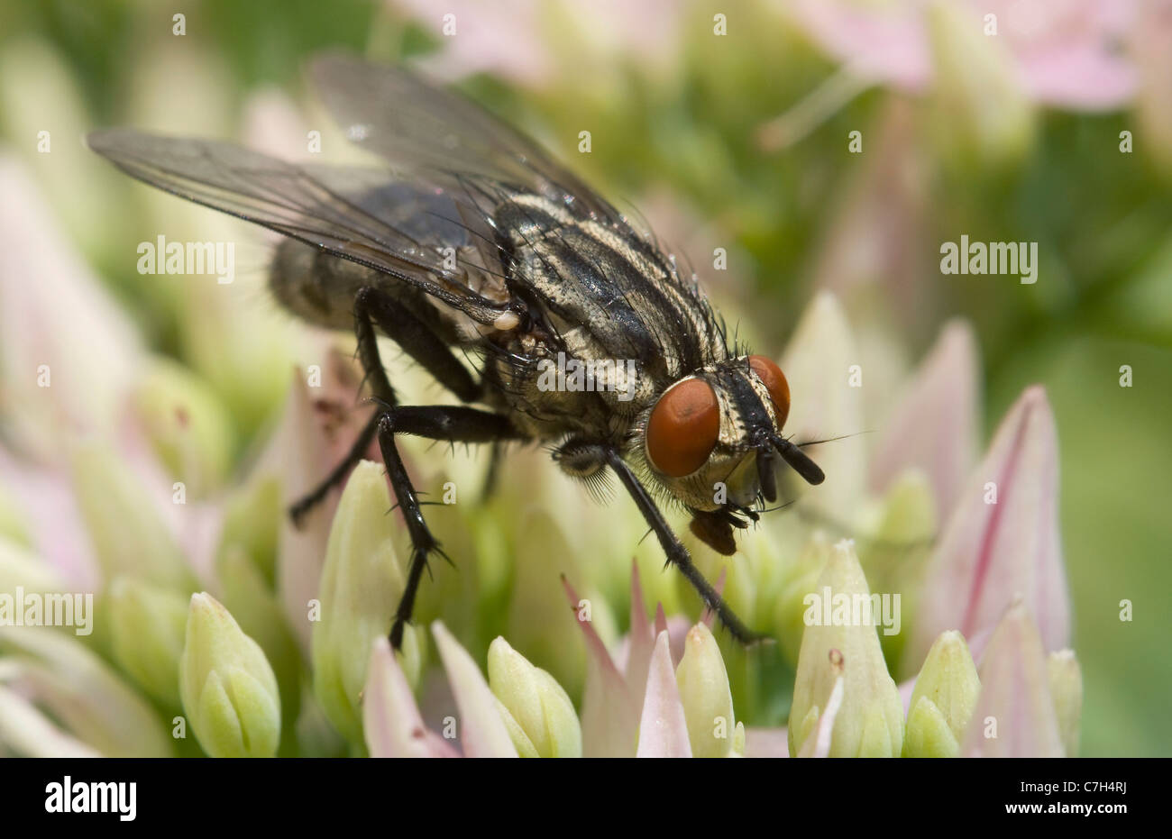 A house fly (Musca domestica) perching on a flower Stock Photo - Alamy