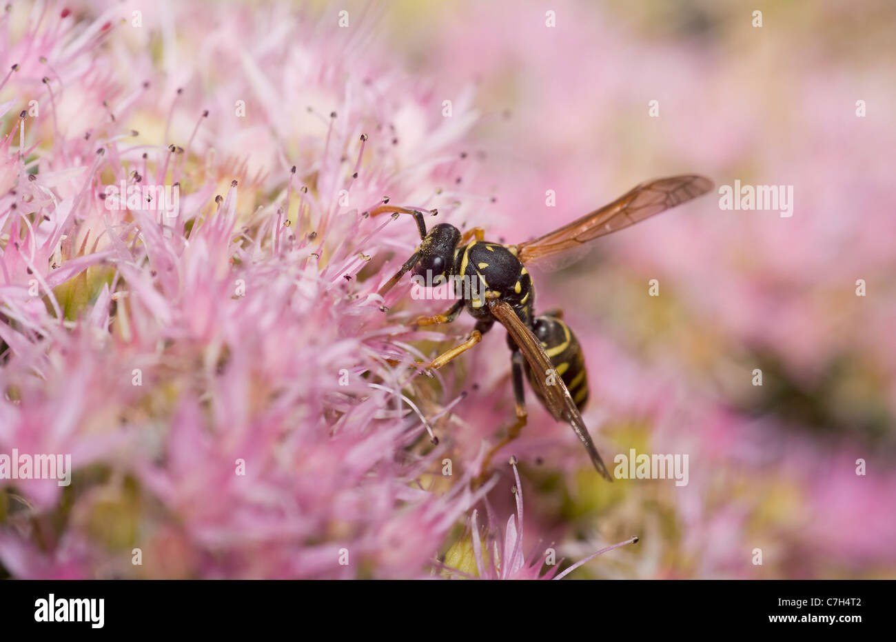 European paper wasp in hi-res stock photography and images - Alamy