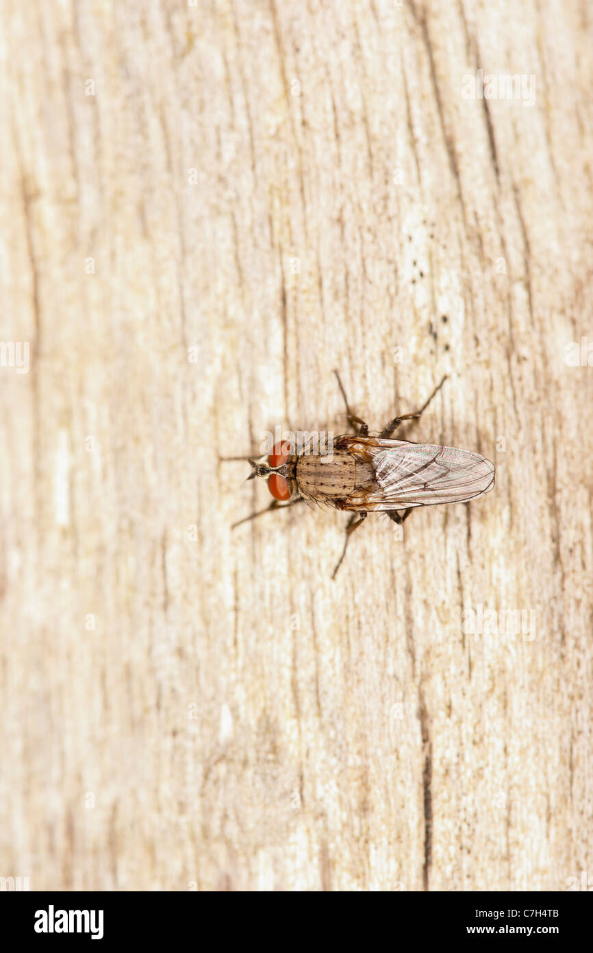 House fly musca domestica hi-res stock photography and images - Alamy