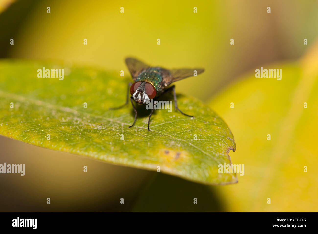 A blowfly (Calliphora Lucilia) standing on a leaf Stock Photo - Alamy