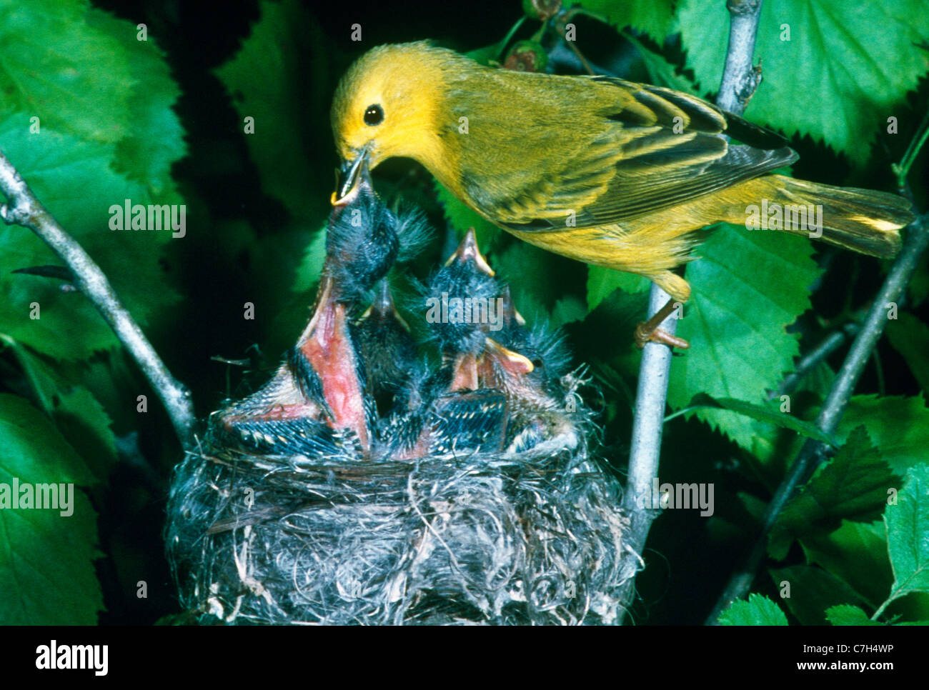 3pway hi-res stock photography and images - Alamy