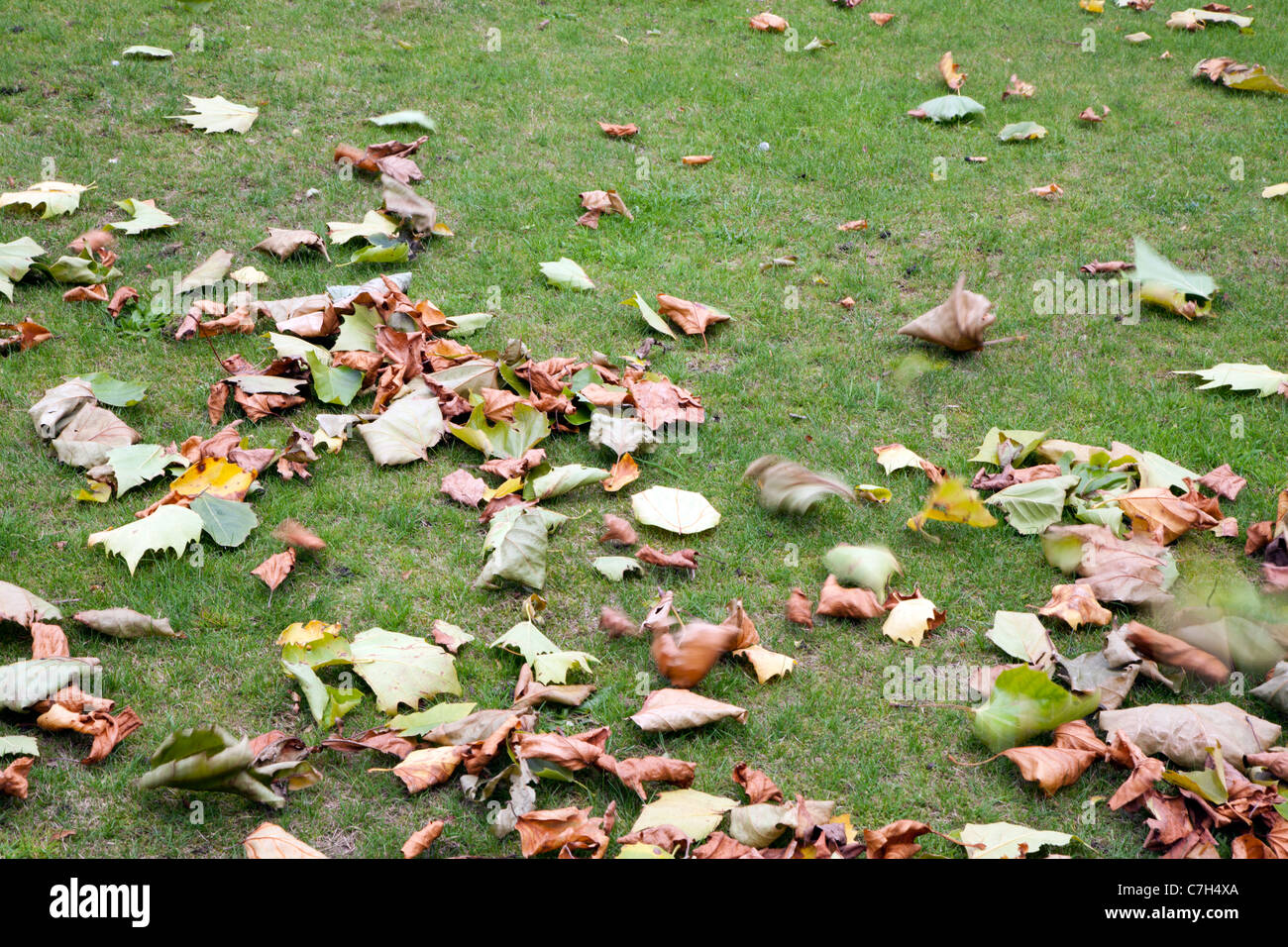 Autumn, transition from summer into winter. Leaves shifting color in ...