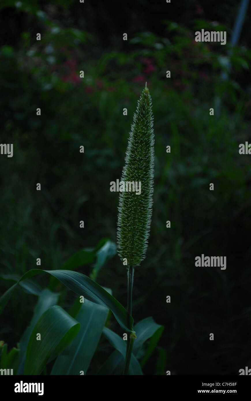 Dwarf Canary Grass Stock Photo - Alamy
