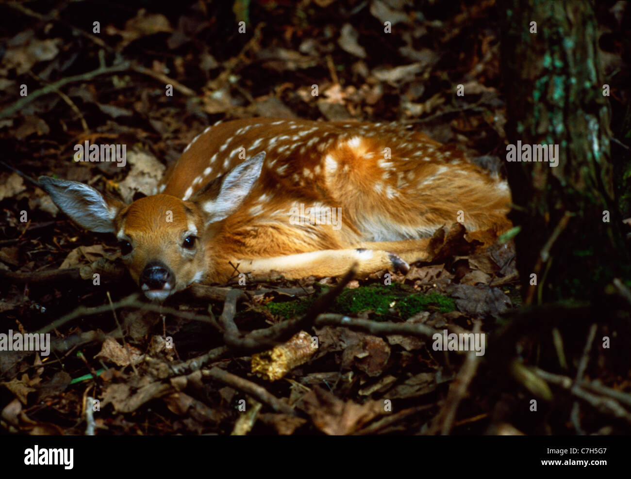 WHITE TAILED DEER FAWN LAYING ON GROUND Stock Photo - Alamy