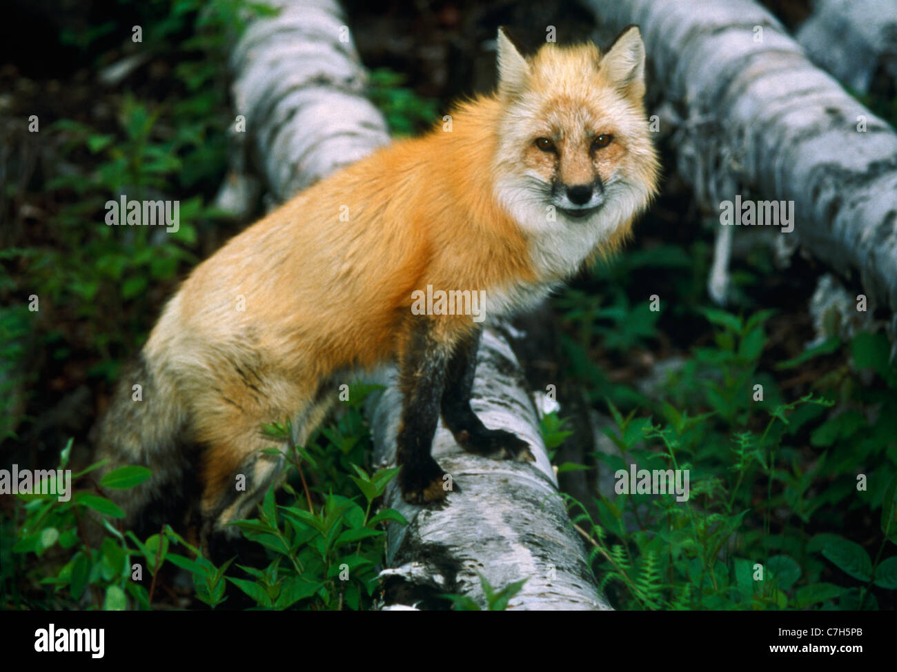 RED FOX (VULPES VULPES) STANDING ON LOG Stock Photo - Alamy