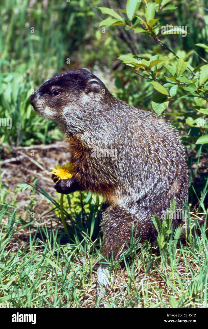 GROUNDHOG WITH DANDELION Stock Photo - Alamy
