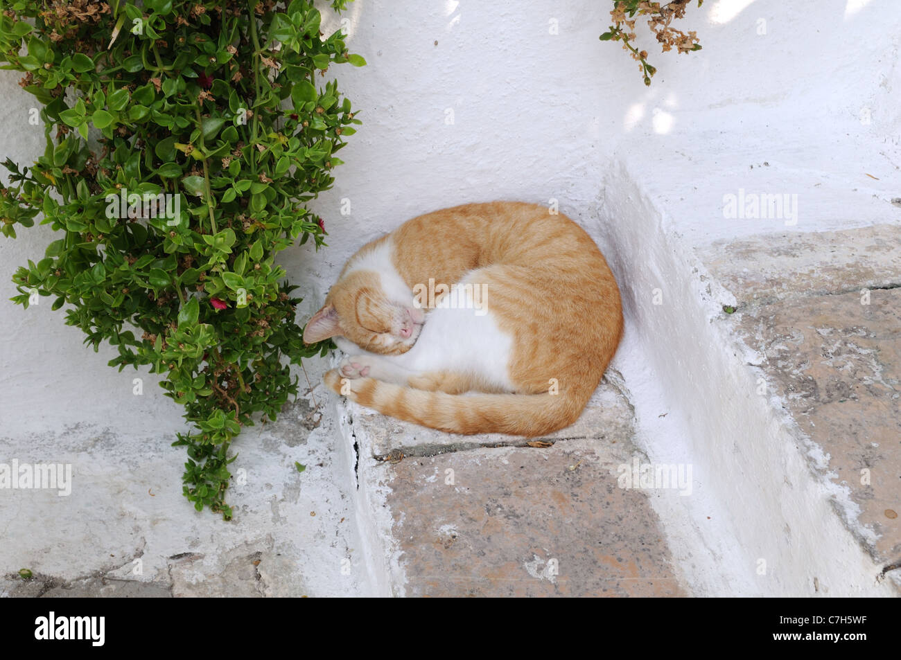 Thootokos hi-res stock photography and images - Alamy