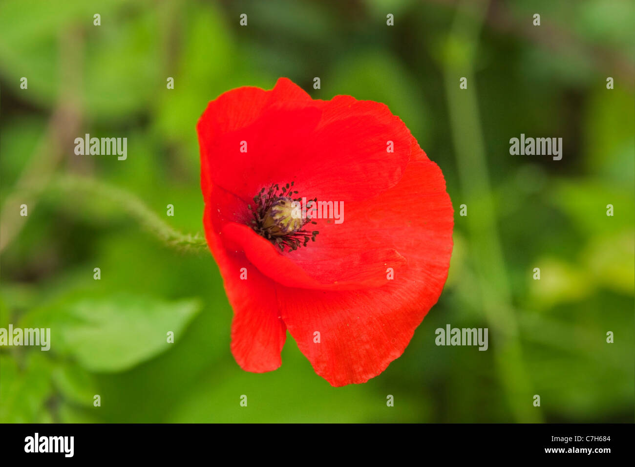 Bright red poppy close up with green foliage in background Stock Photo ...