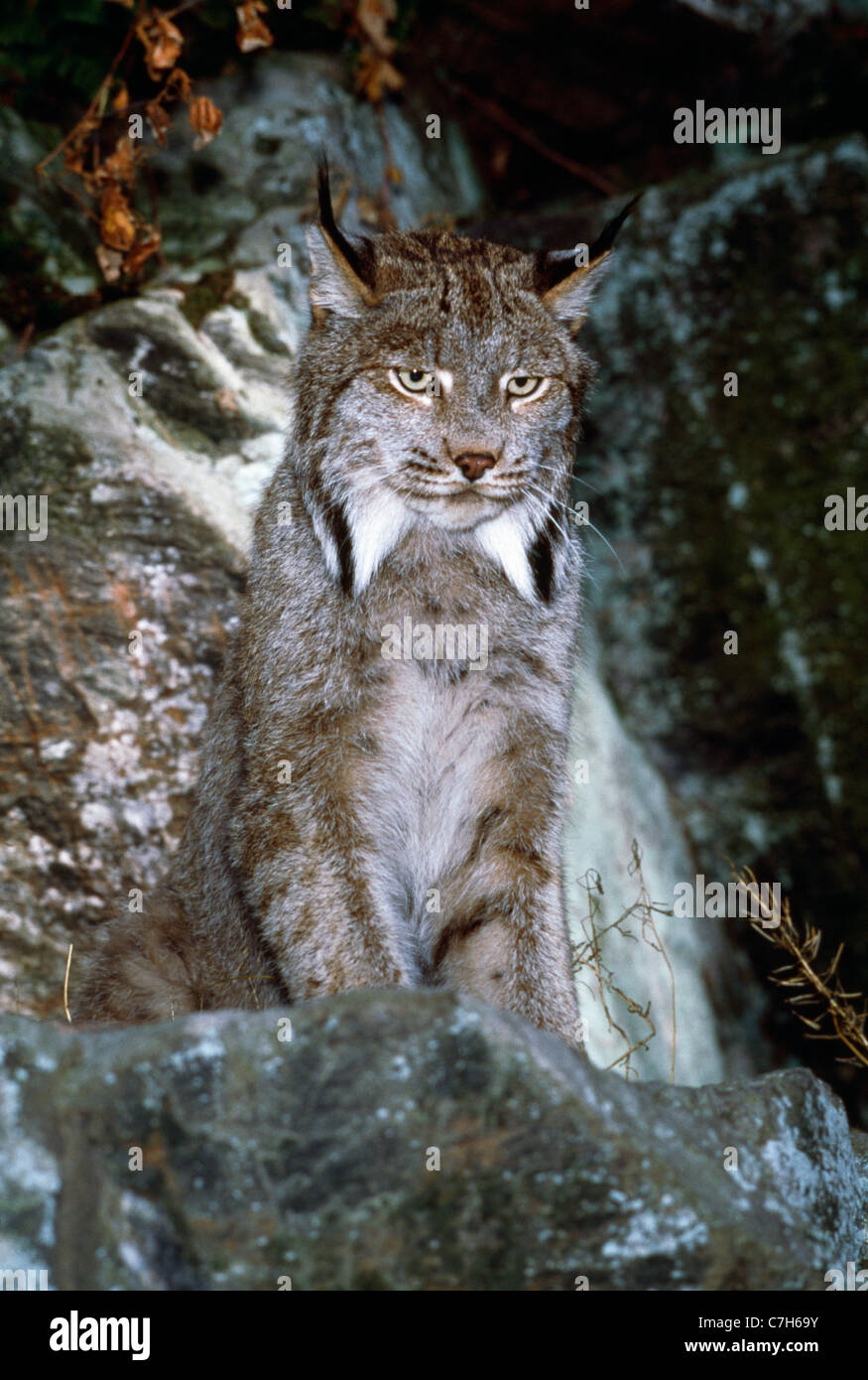 CANADIAN LYNX WATCHING PREY (LYNX CANADENSIS Stock Photo - Alamy
