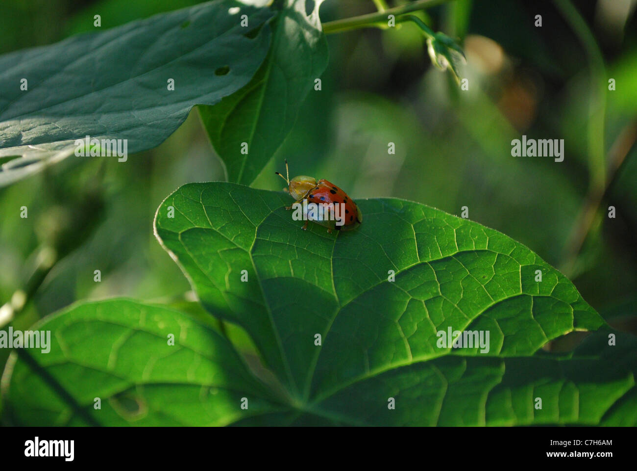 Golden tortoise hi-res stock photography and images - Alamy