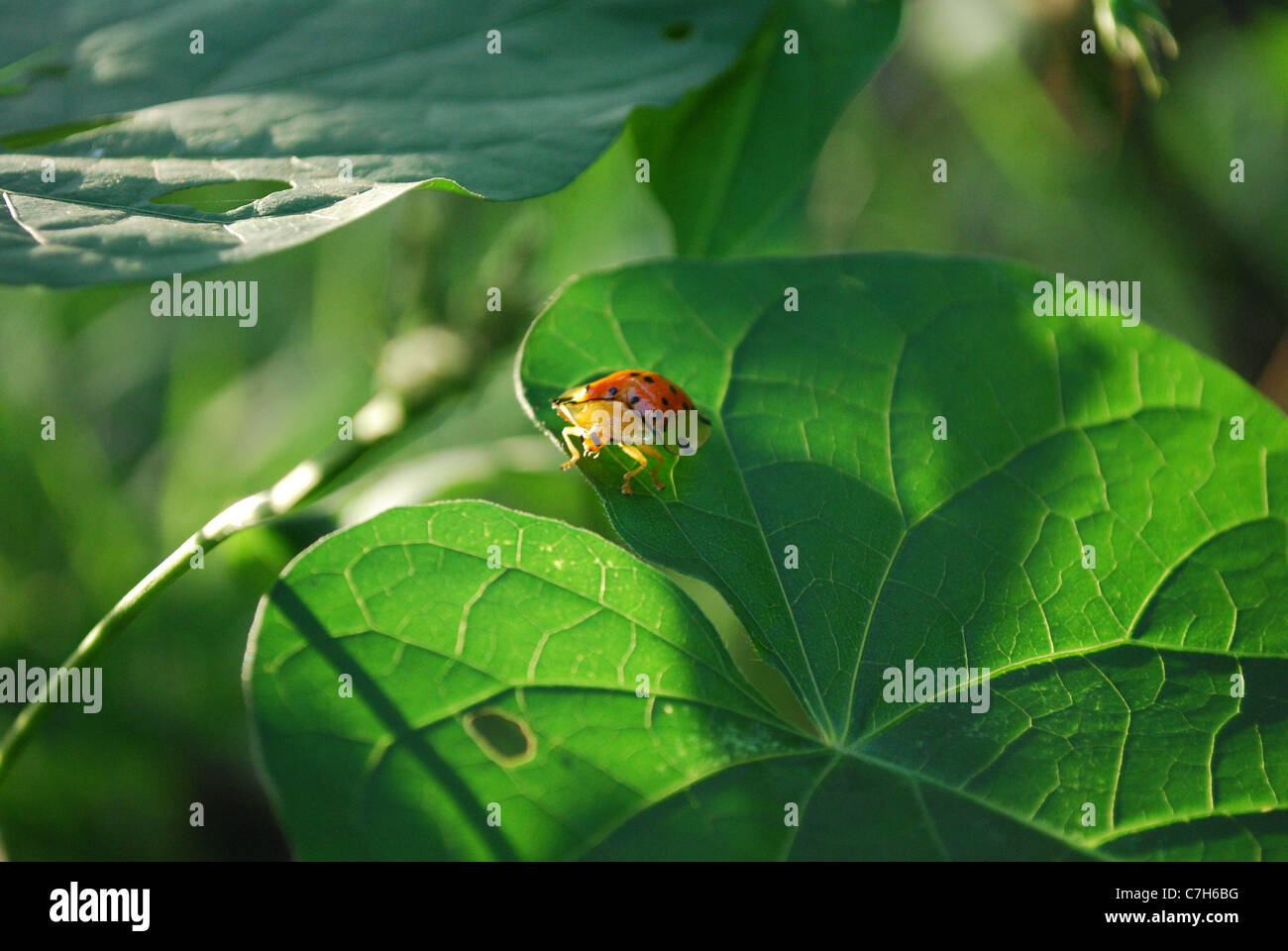 Golden tortoise hi-res stock photography and images - Alamy