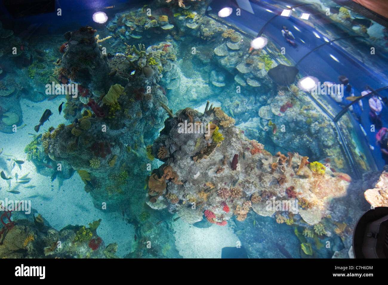 Visitor walk through underwater tunnel at Bristol Aquarium Stock Photo ...
