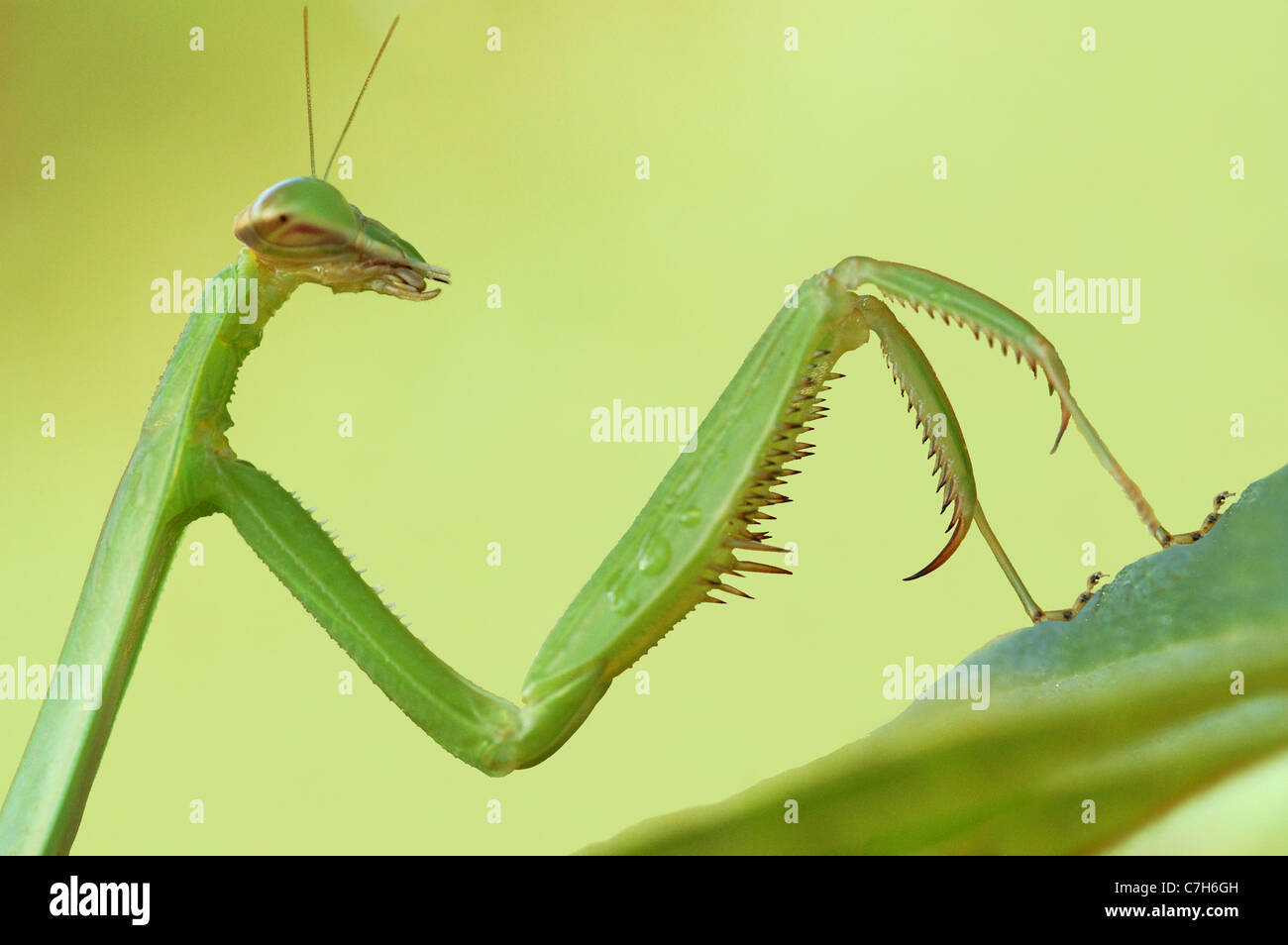 Thailand praying mantis hi-res stock photography and images - Alamy