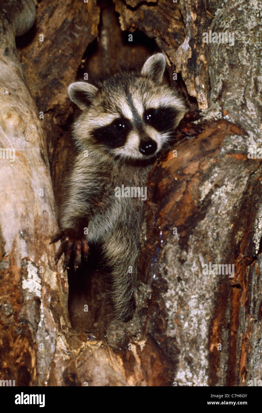 Raccoon nest hi-res stock photography and images - Alamy