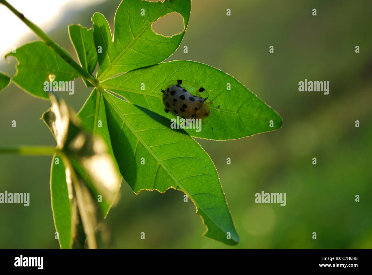 Black spotted tortoise beetle hi-res stock photography and images - Alamy