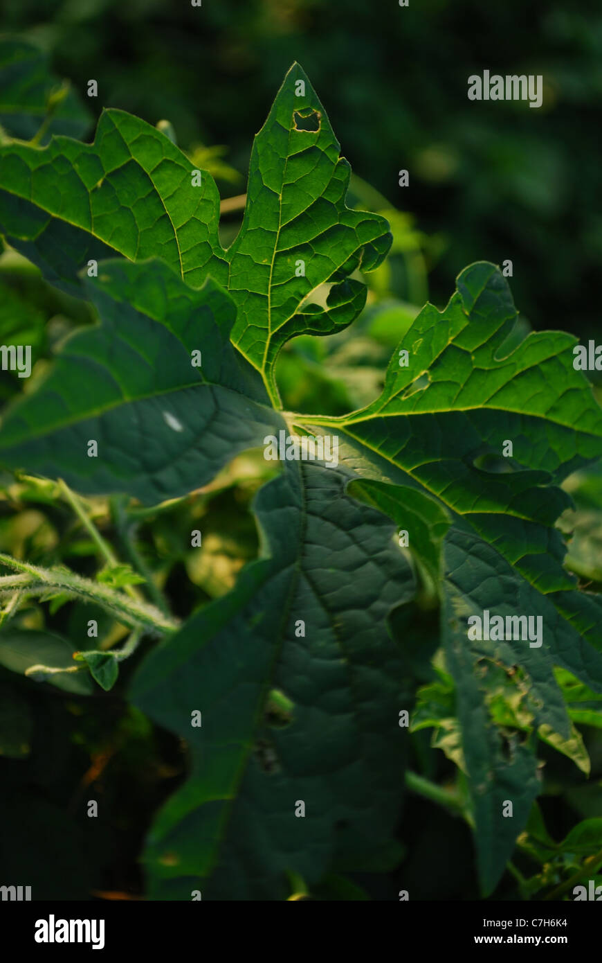 Buttonweed High Resolution Stock Photography and Images - Alamy