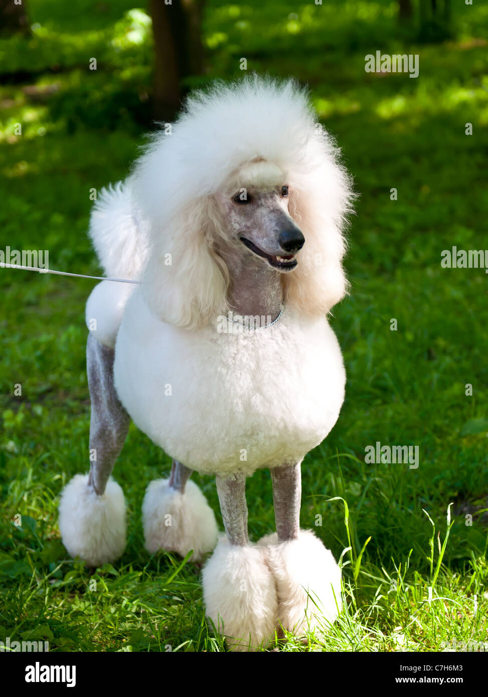 Are Poodles Gun Dogs