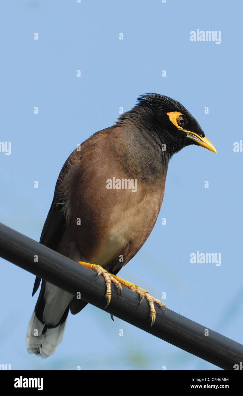 Acridotheres tristis hi-res stock photography and images - Alamy