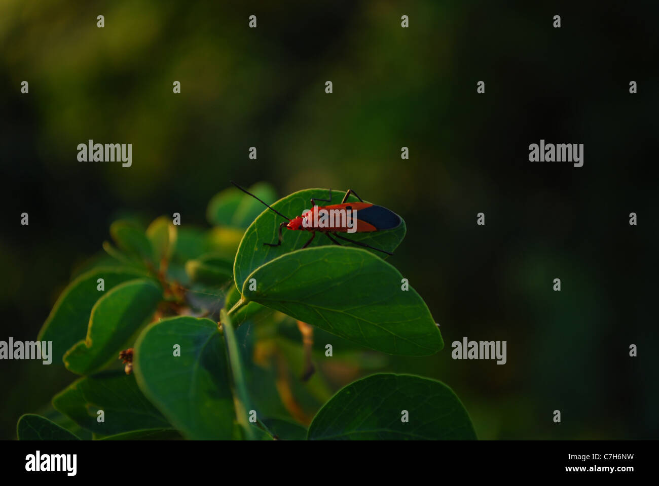 Bug view north america hi-res stock photography and images - Alamy