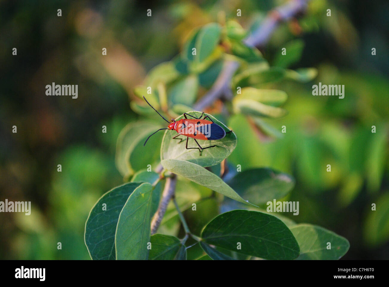 Milkweed bug hi-res stock photography and images - Alamy