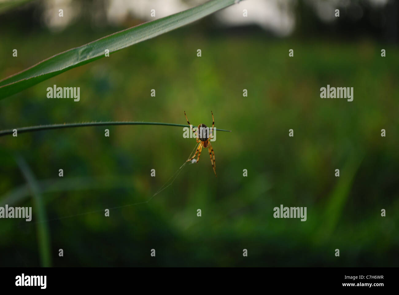 Spider close up hi-res stock photography and images - Alamy