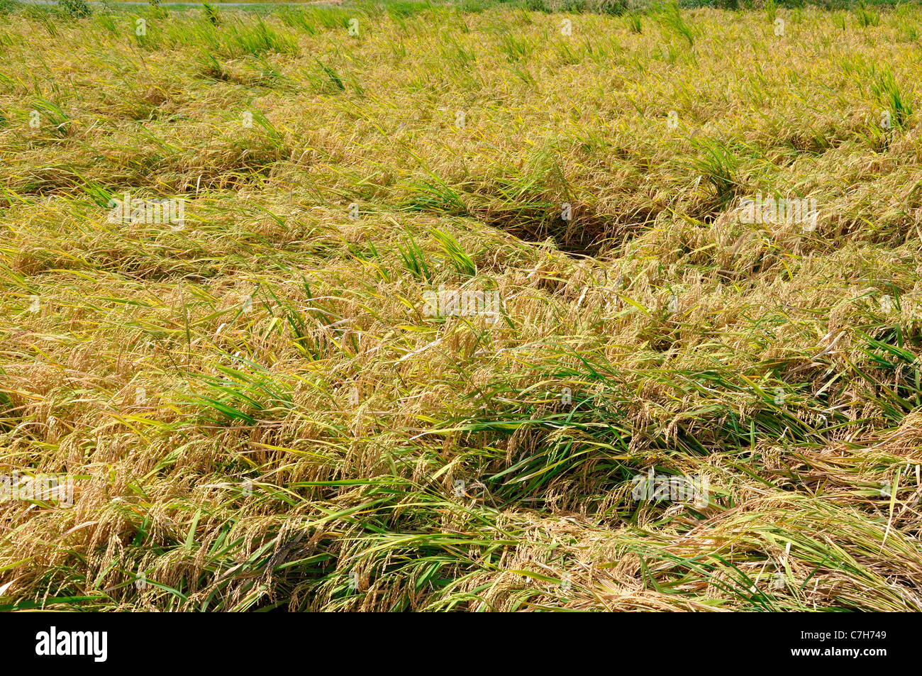 Indian Paddy Field Stock Photo - Alamy