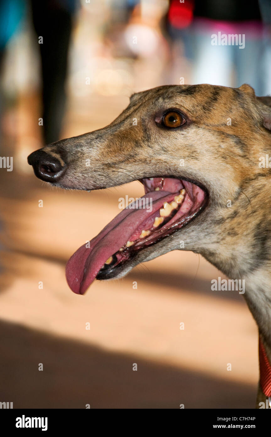 Posing greyhound hi-res stock photography and images - Alamy