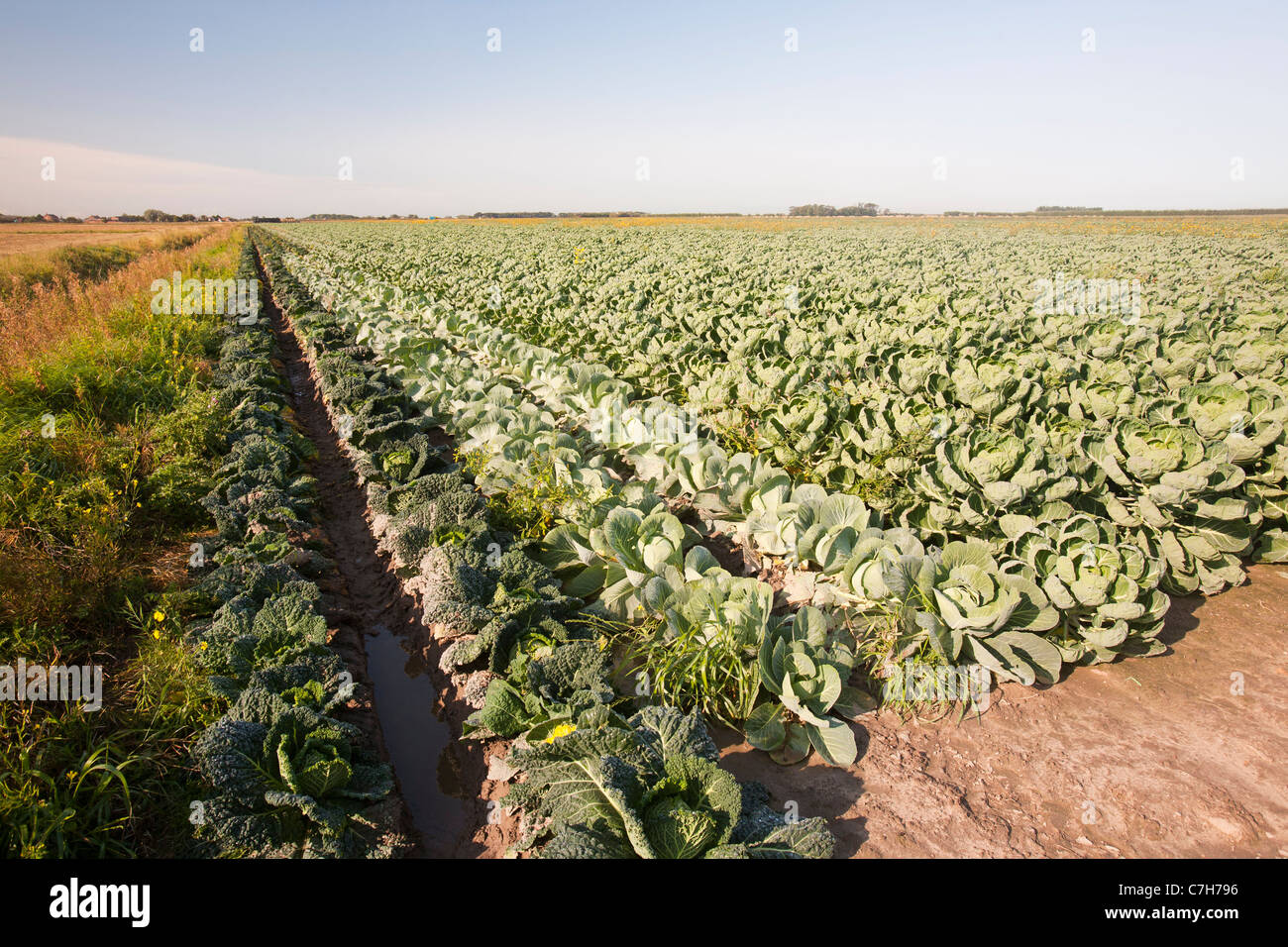 Cabbage growing on a farm on the Lancashire mosslands near Banks on the ...