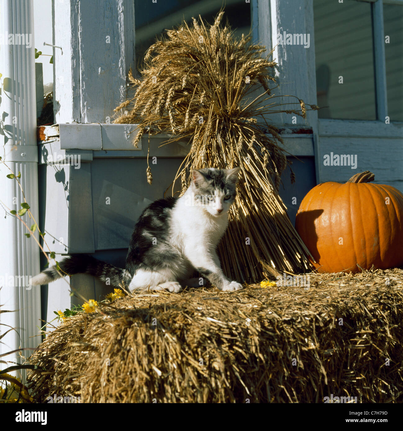 KITTEN SITTING ON HAY BALE Stock Photo - Alamy