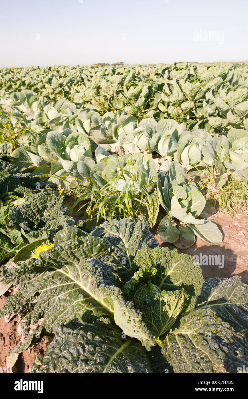 Cabbage growing on a farm on the Lancashire mosslands near Banks on the ...