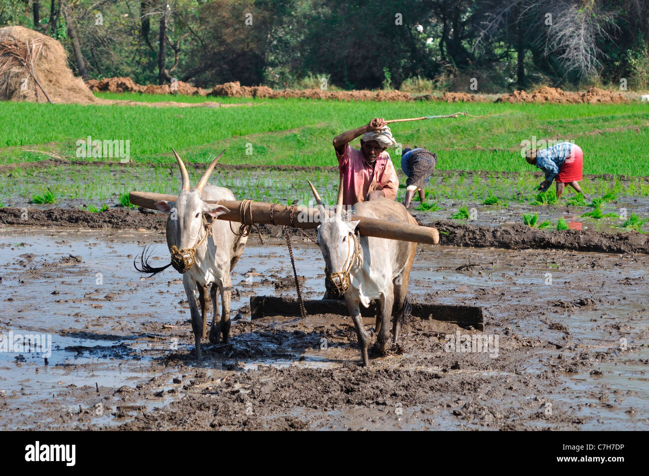 south Indian Plougher Stock Photo - Alamy