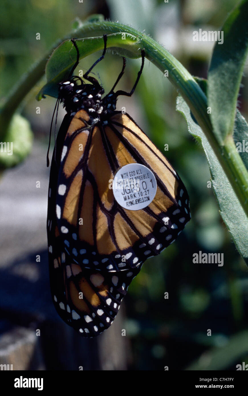 MIGRATION TAG ON MONARCH BUTTERFLY (DANAUS PLEXIPPUS Stock Photo - Alamy