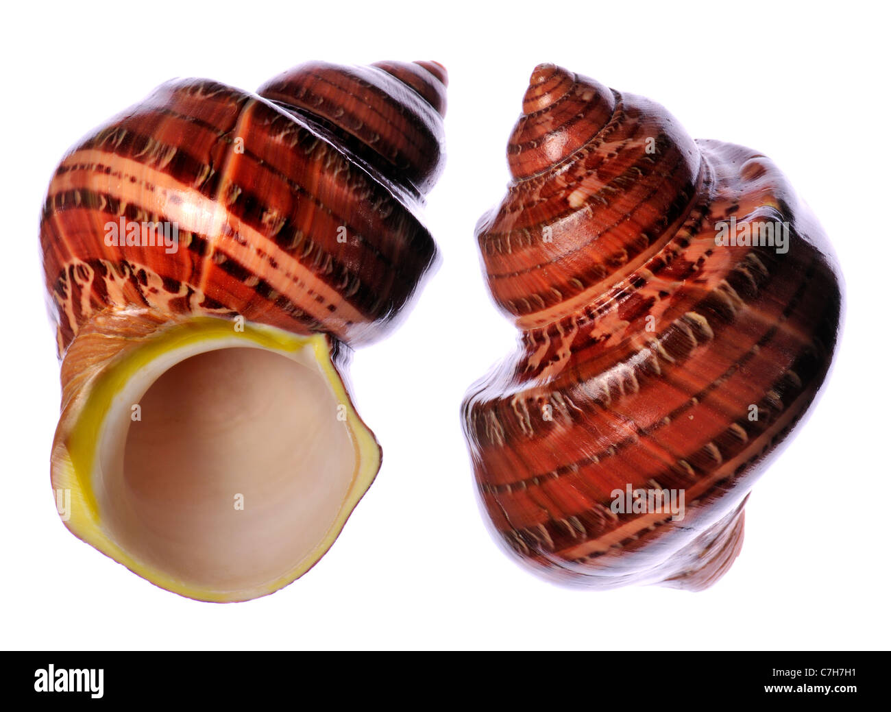 Turbo Petholatus High Resolution Stock Photography and Images - Alamy