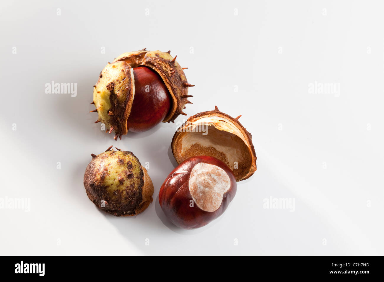 Conkers and their shells Stock Photo - Alamy