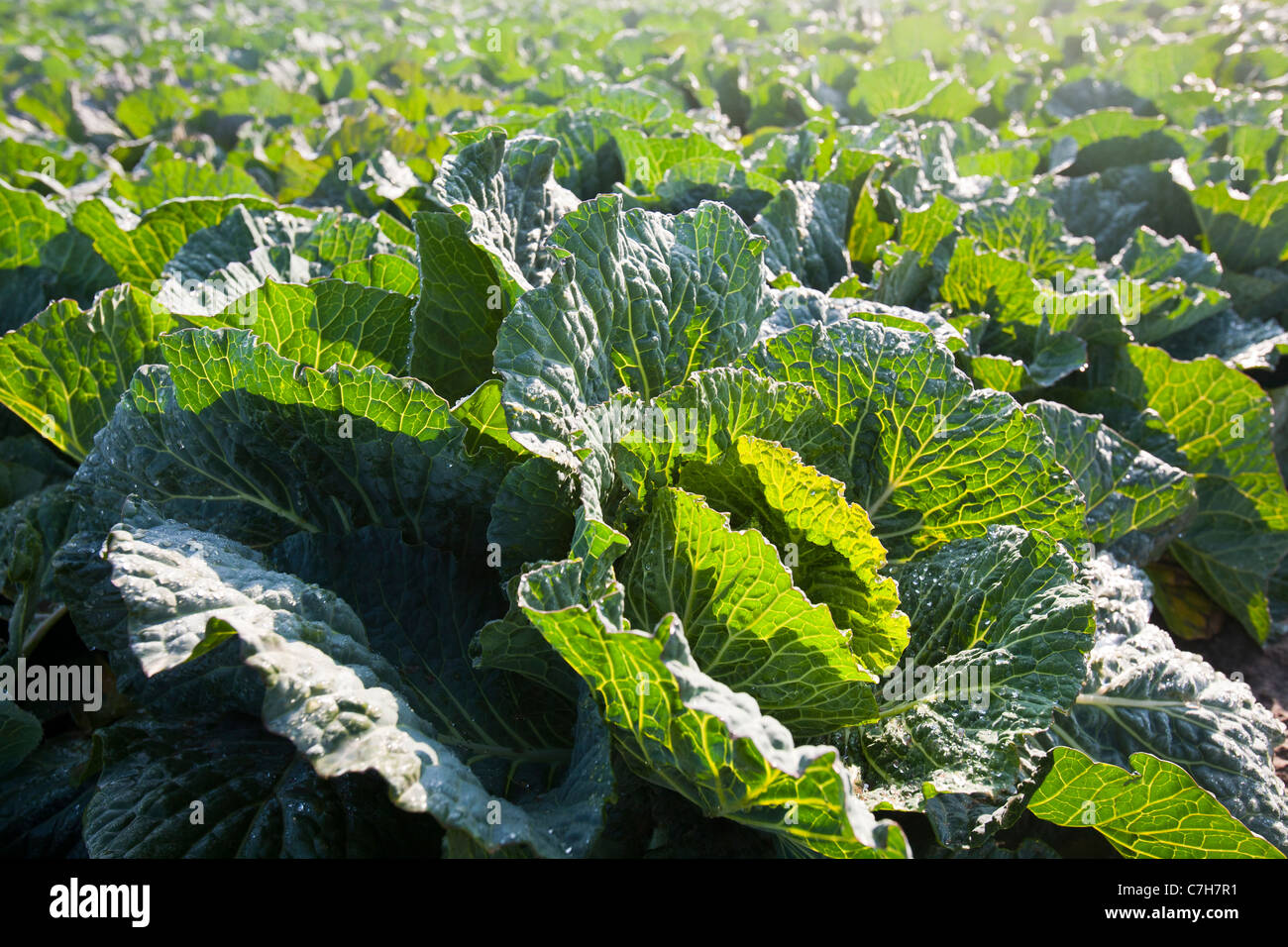 Cabbage growing on a farm on the Lancashire mosslands near Banks on the ...