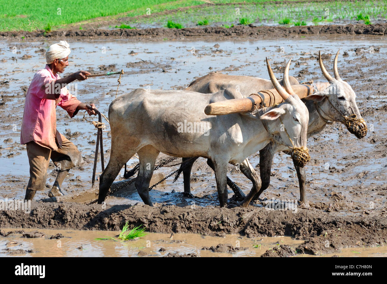 Indian plougher of karnadaka hi-res stock photography and images - Alamy