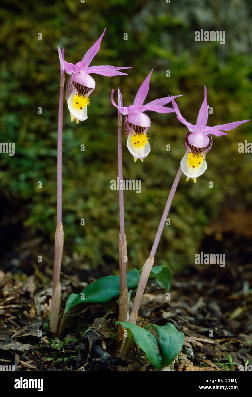 CALYPSO, FAIRY SLIPPER (CALYPSO BULBOSA Stock Photo - Alamy