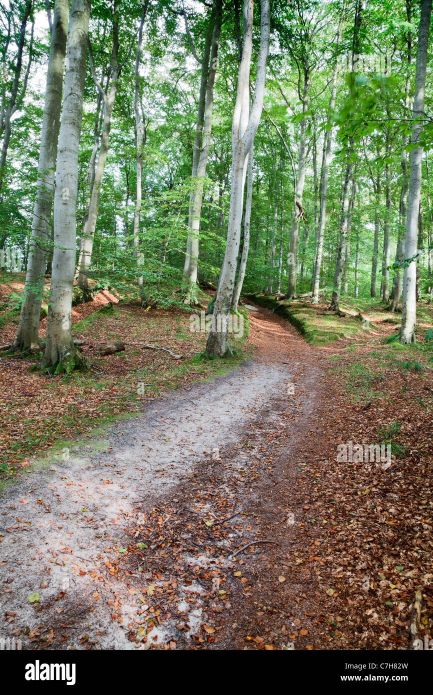 Footpath through the Granitz National Park, Ruegen, Mecklenburg ...