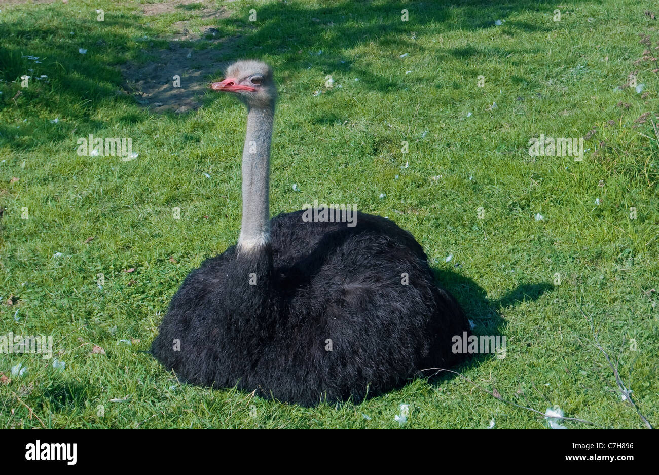 male ostrich in greenery a grass Stock Photo - Alamy