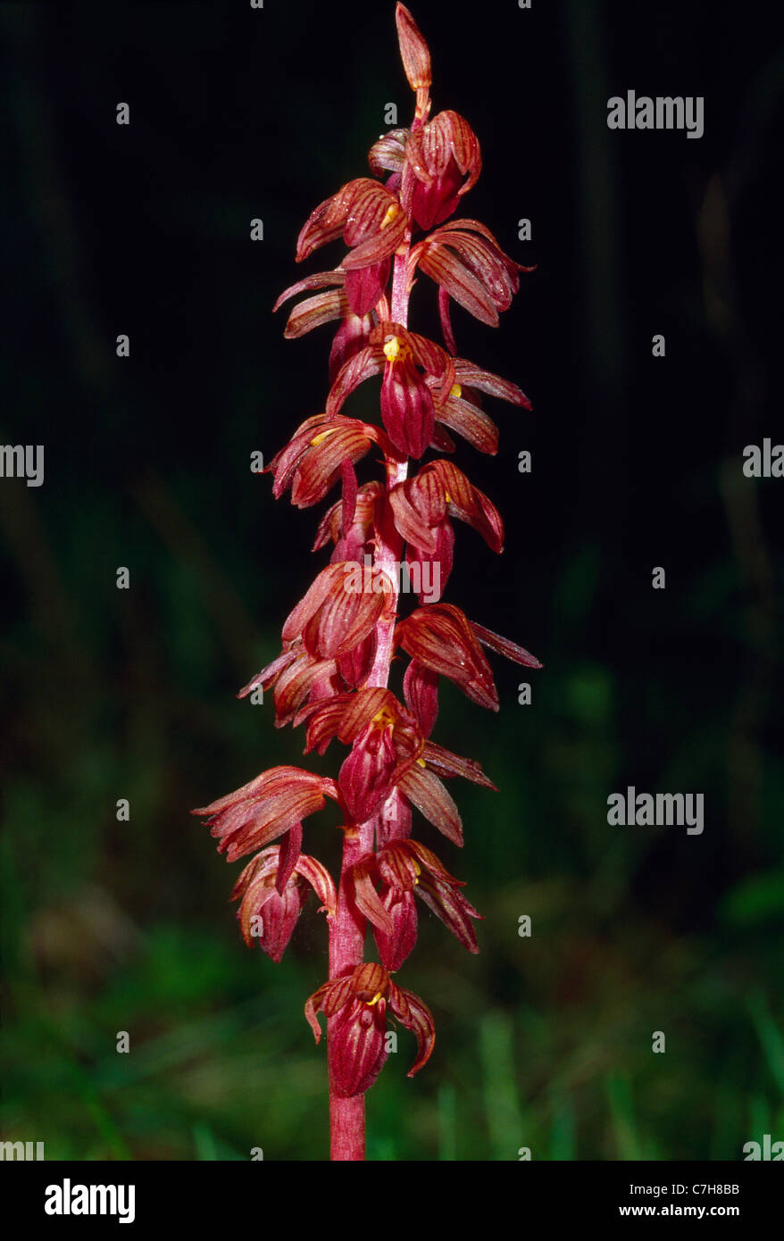 STRIPED OR HOODED CORALROOT (CORALLORHIZA STRIATA Stock Photo - Alamy