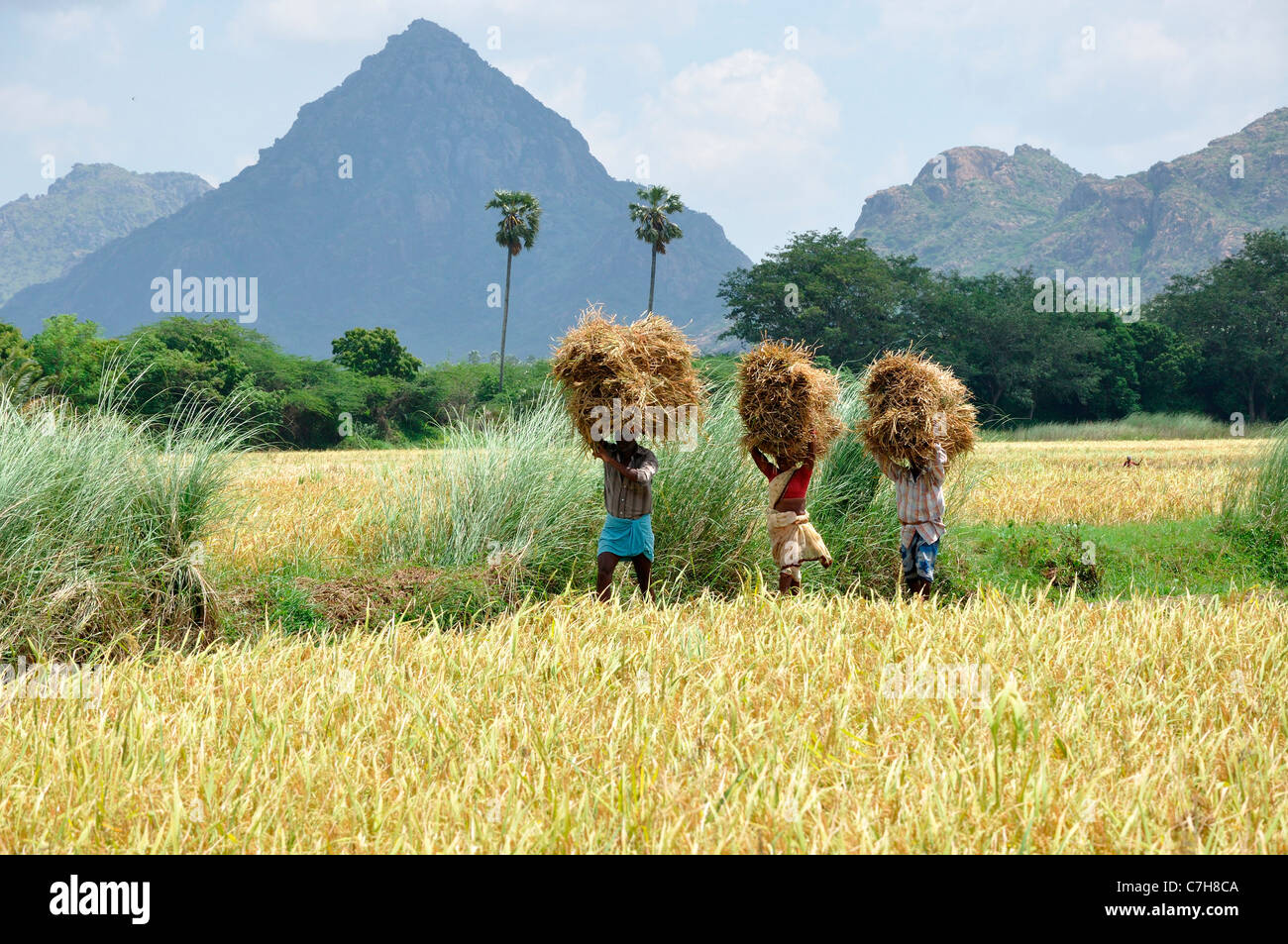 Indian rice field hi-res stock photography and images - Alamy