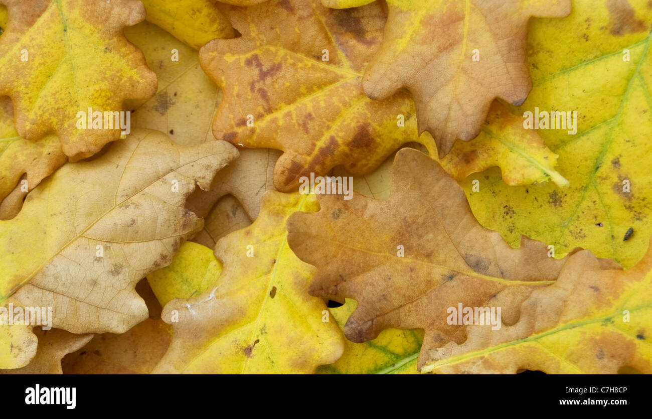 aging autumn leaves close up Stock Photo - Alamy