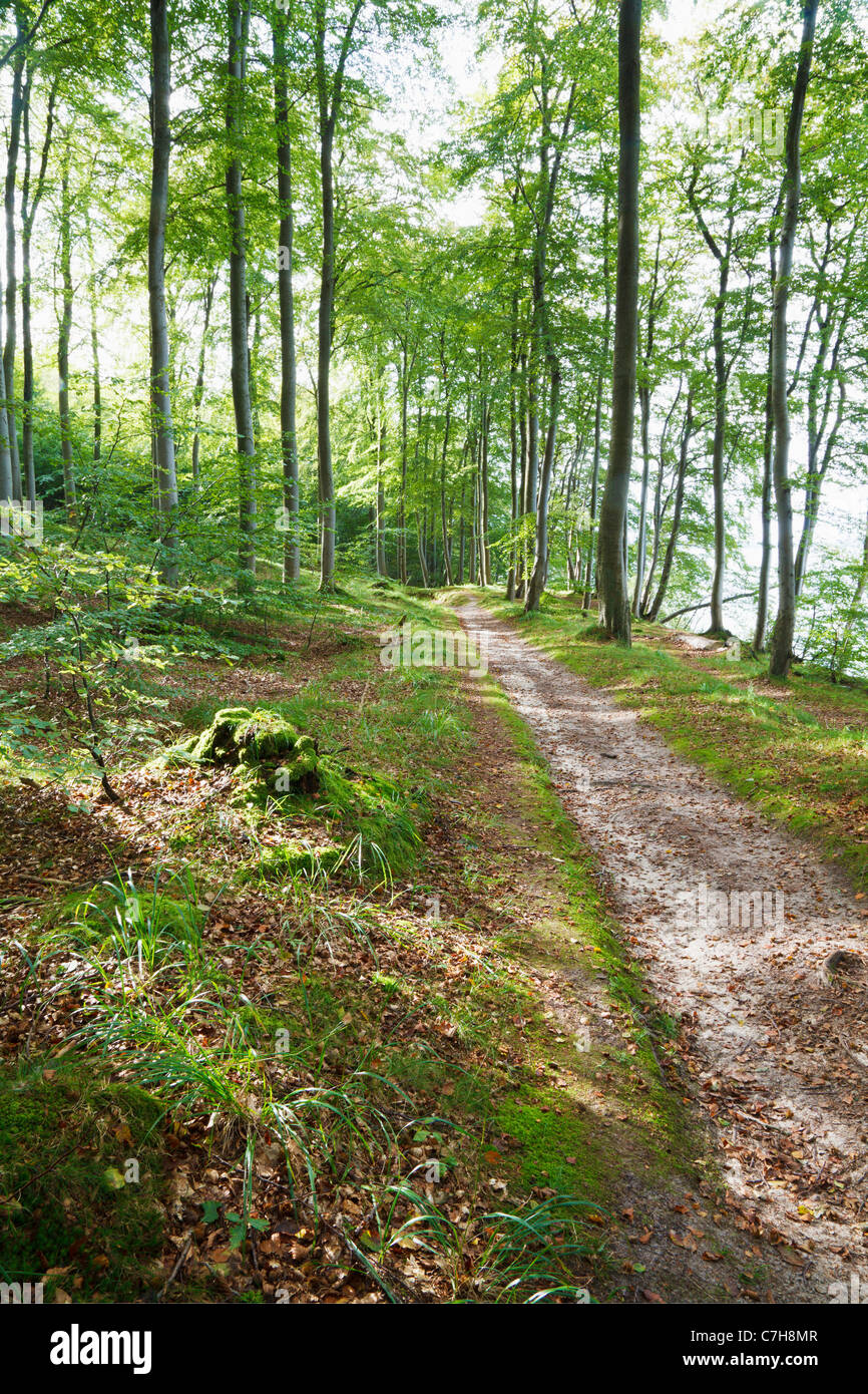 Footpath through the Granitz National Park, Ruegen, Mecklenburg ...