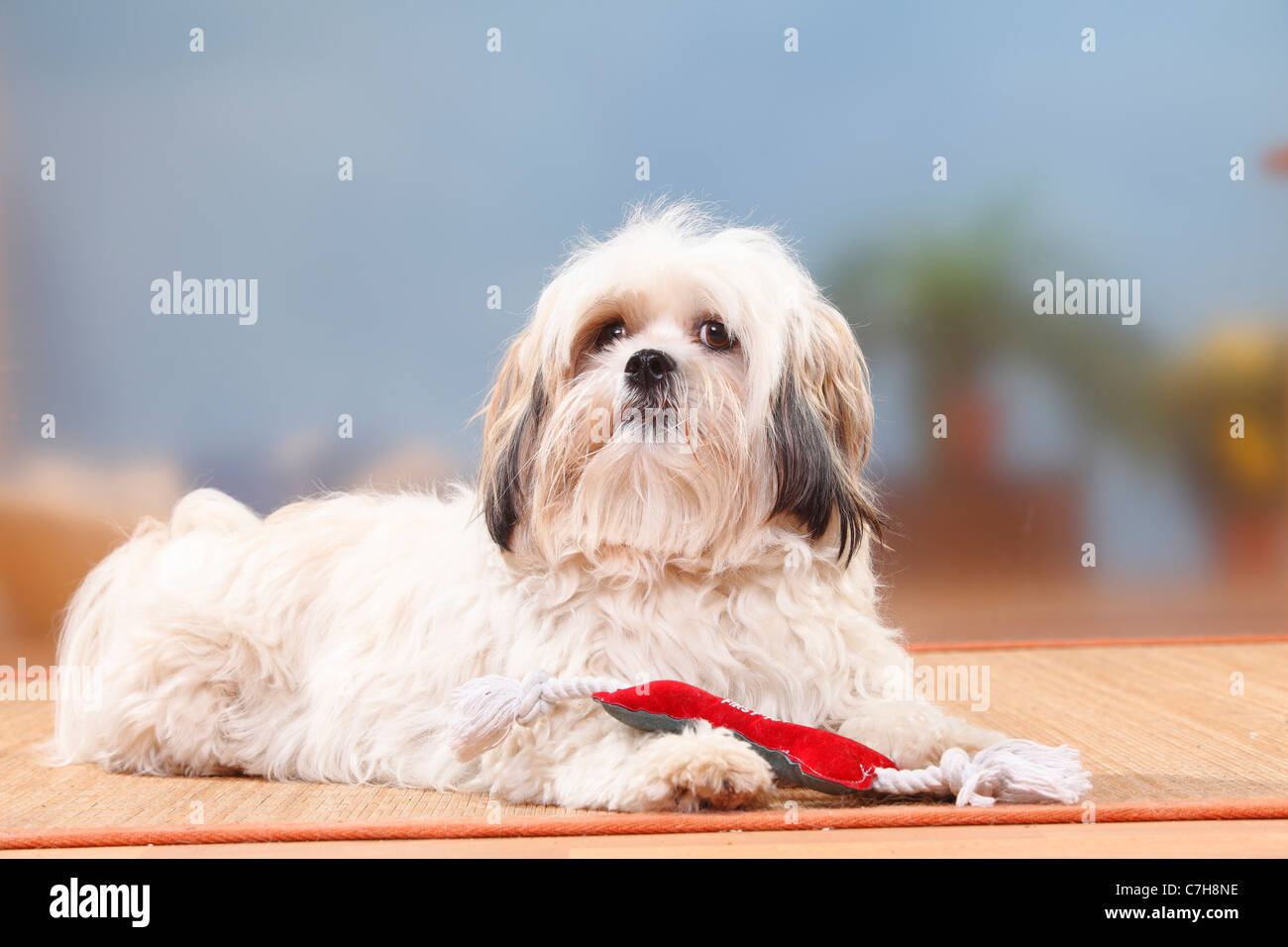 Mixed Breed Dog / toy Stock Photo - Alamy